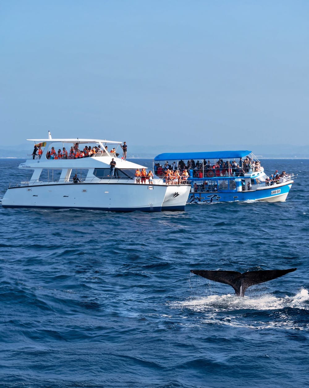 Mirissa Whale Watching Day Tour - Ama Lanka Tours